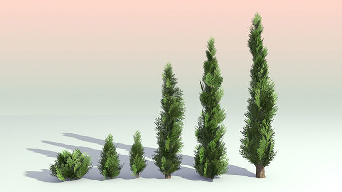 3D model Pack of 6 Thuja Trees VR / AR / low-poly | CGTrader