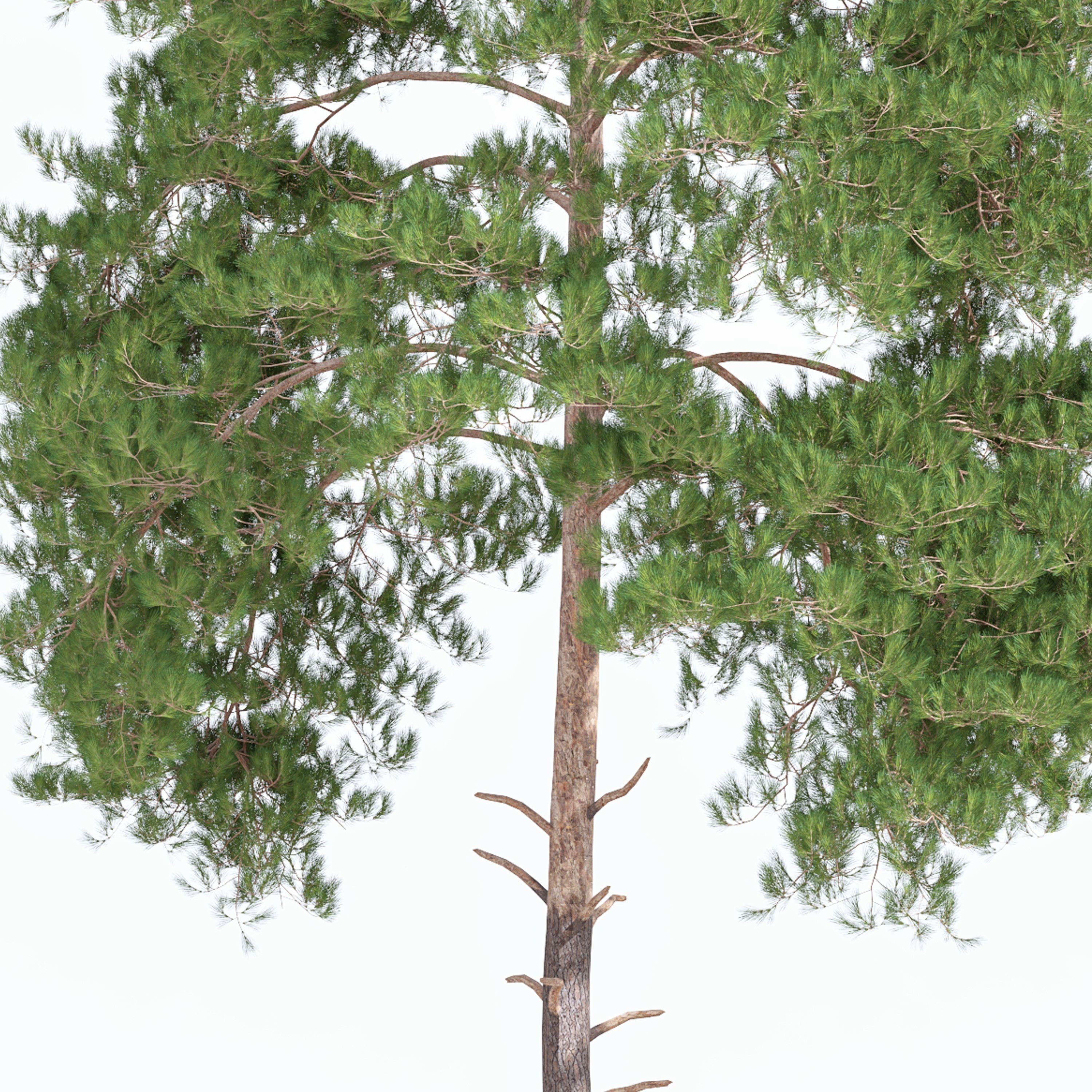 red pine tree 3D model | CGTrader