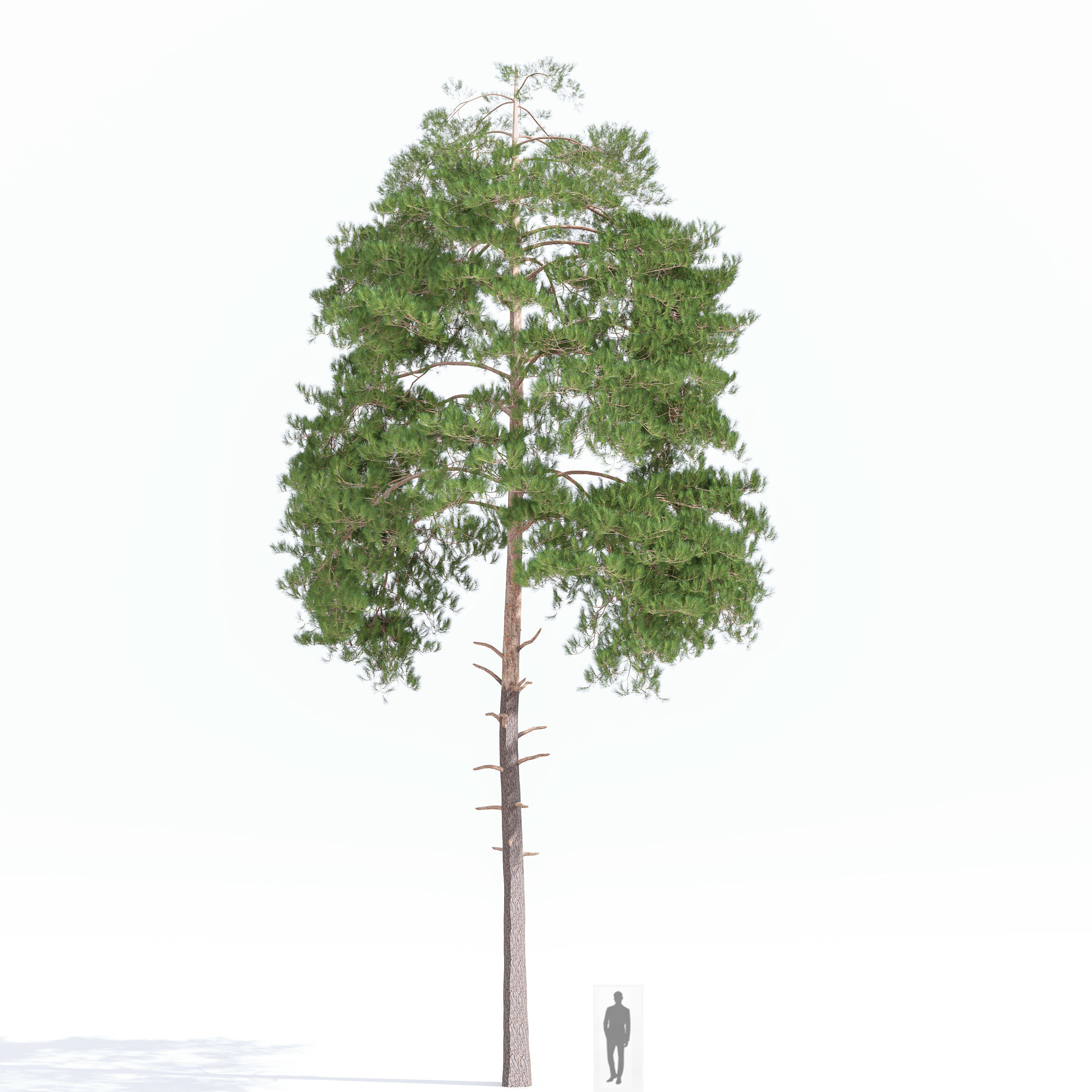 red pine tree 3D model | CGTrader