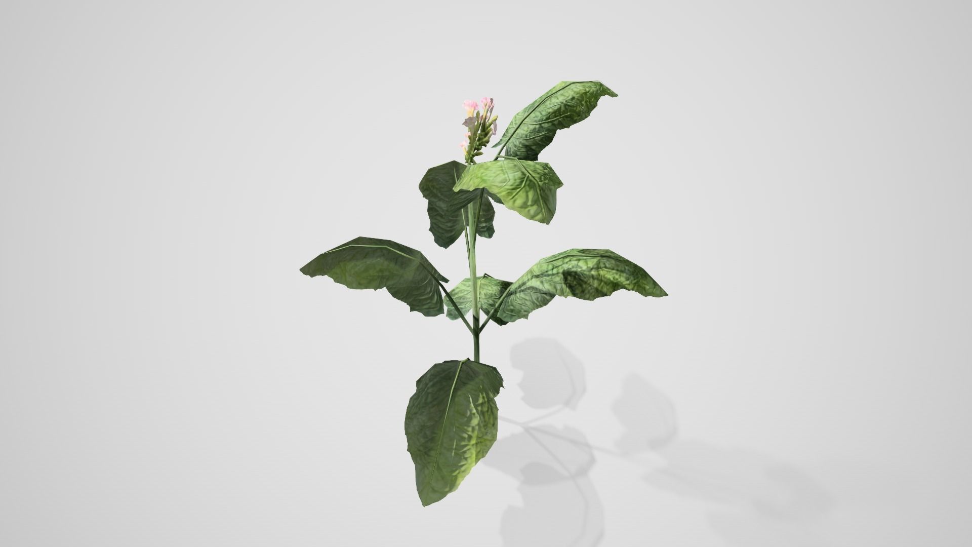 3D model Tobacco plant VR / AR / low-poly | CGTrader