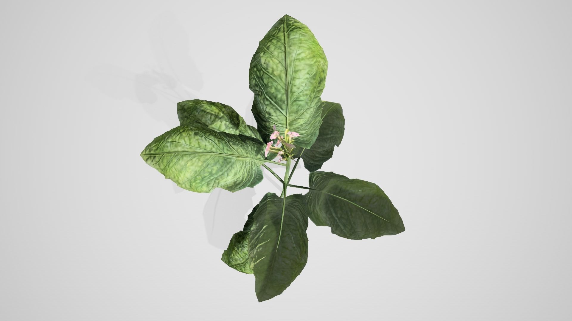 3D model Tobacco plant VR / AR / low-poly | CGTrader
