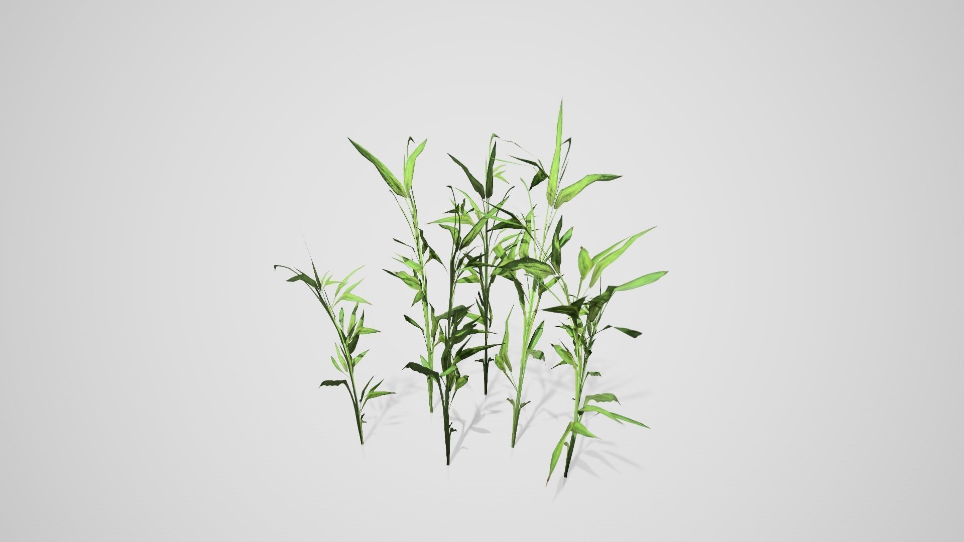 3D model Switch Cane Cluster grass VR / AR / low-poly | CGTrader