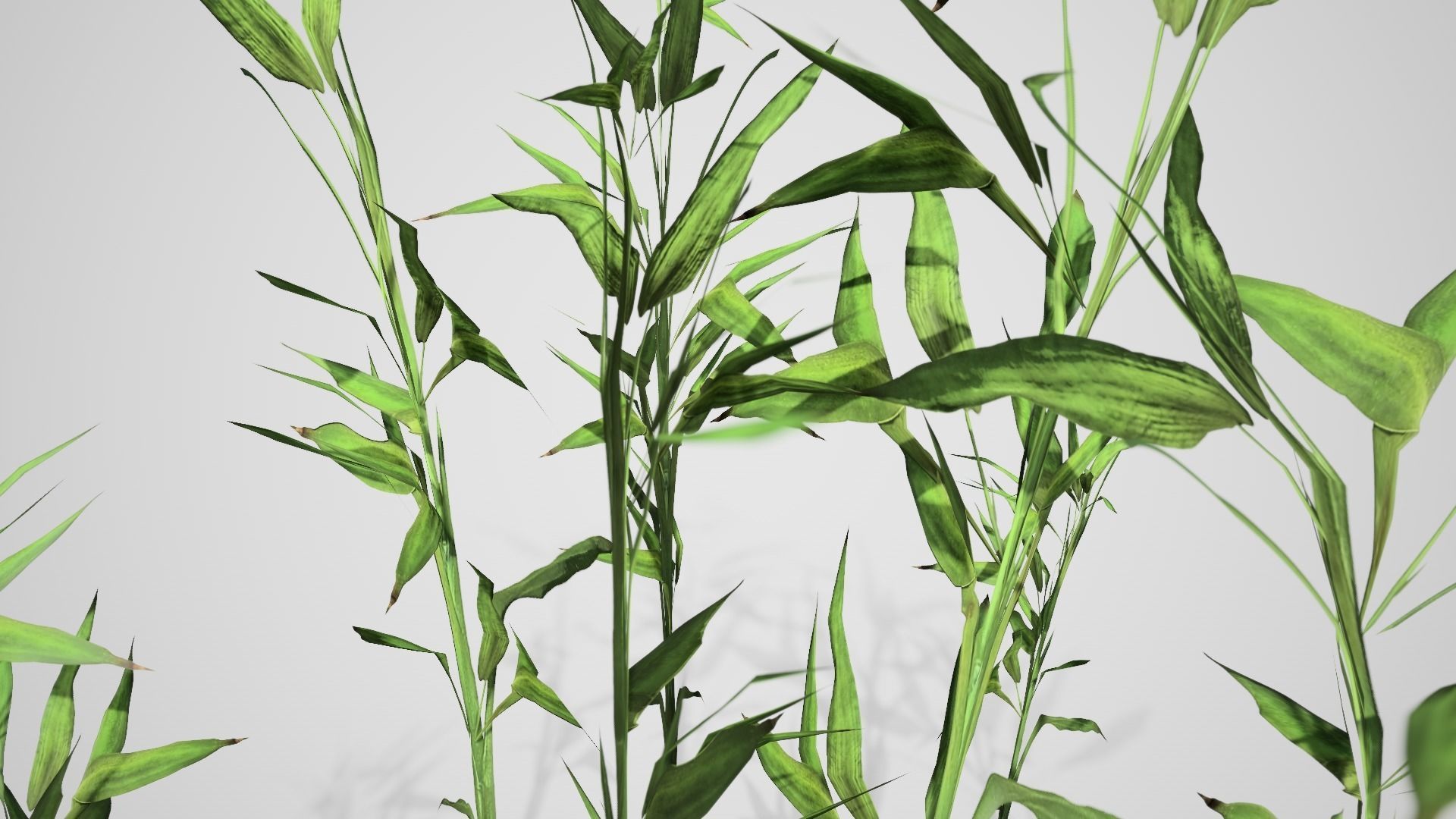 3D model Switch Cane Cluster grass VR / AR / low-poly | CGTrader