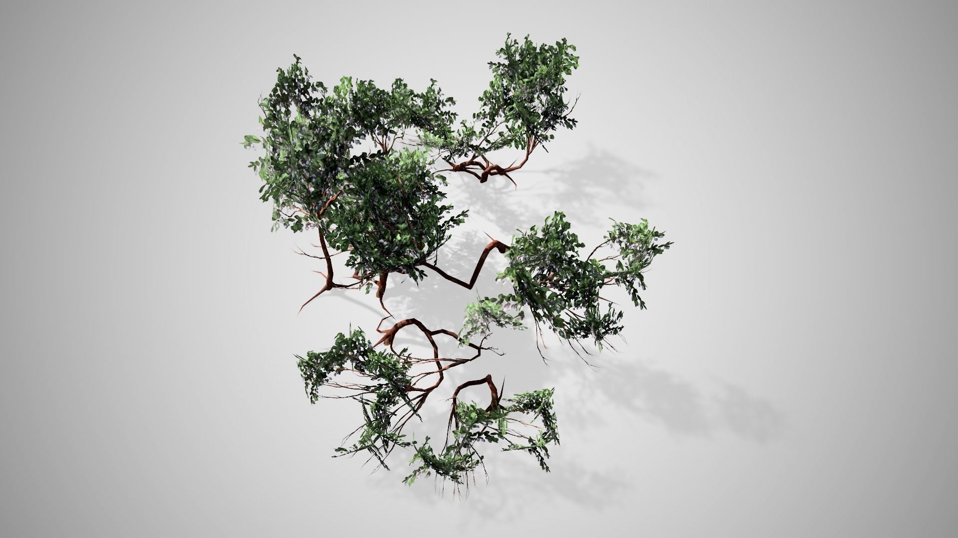 3D model Greenleaf Manzanita bush VR / AR / low-poly | CGTrader