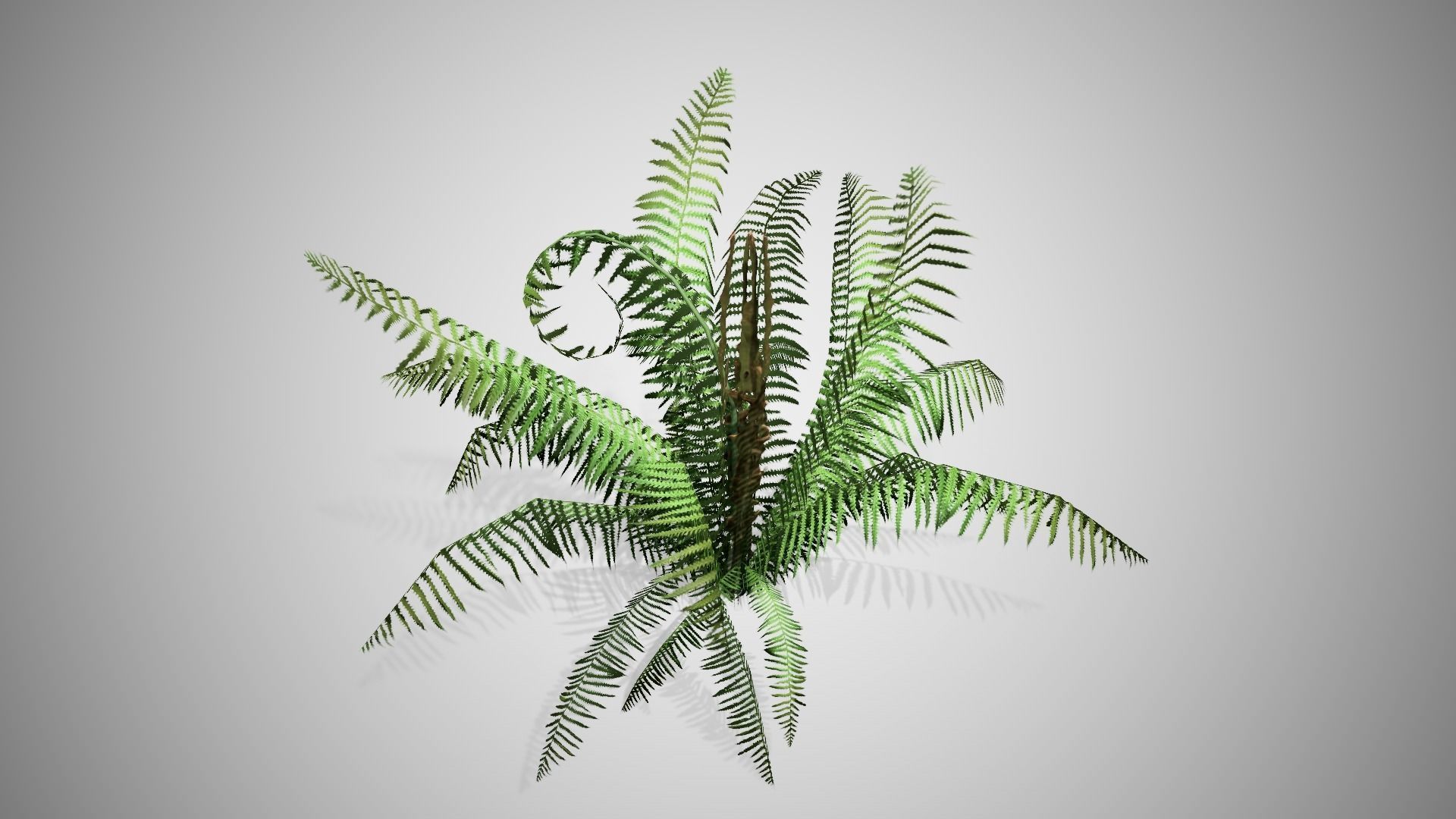 3D model Cinnamon Fern bush VR / AR / low-poly | CGTrader