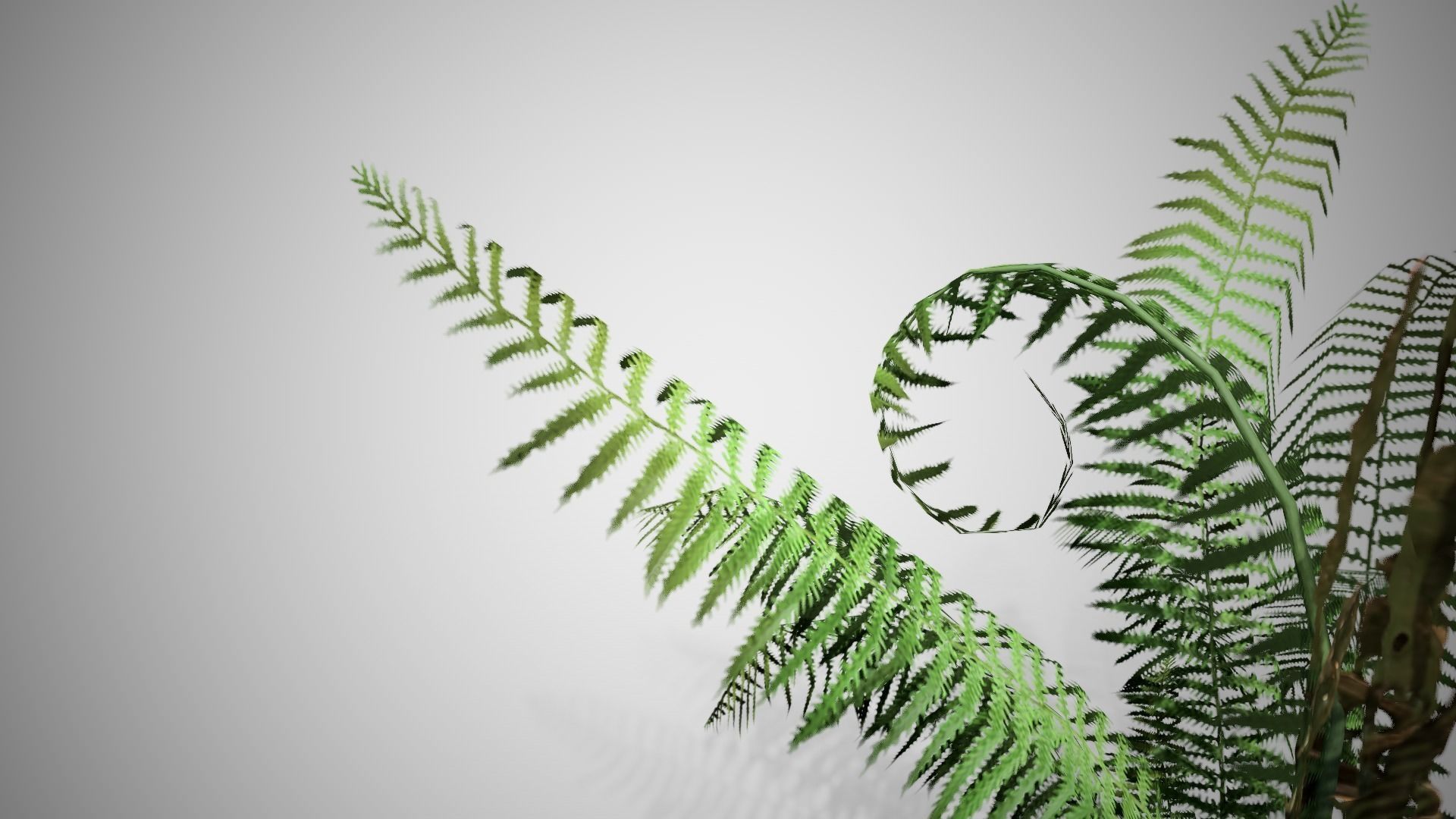 3D model Cinnamon Fern bush VR / AR / low-poly | CGTrader