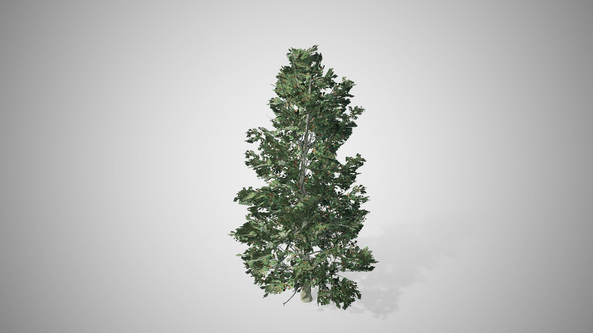 3D model American Holly Tree VR / AR / low-poly | CGTrader