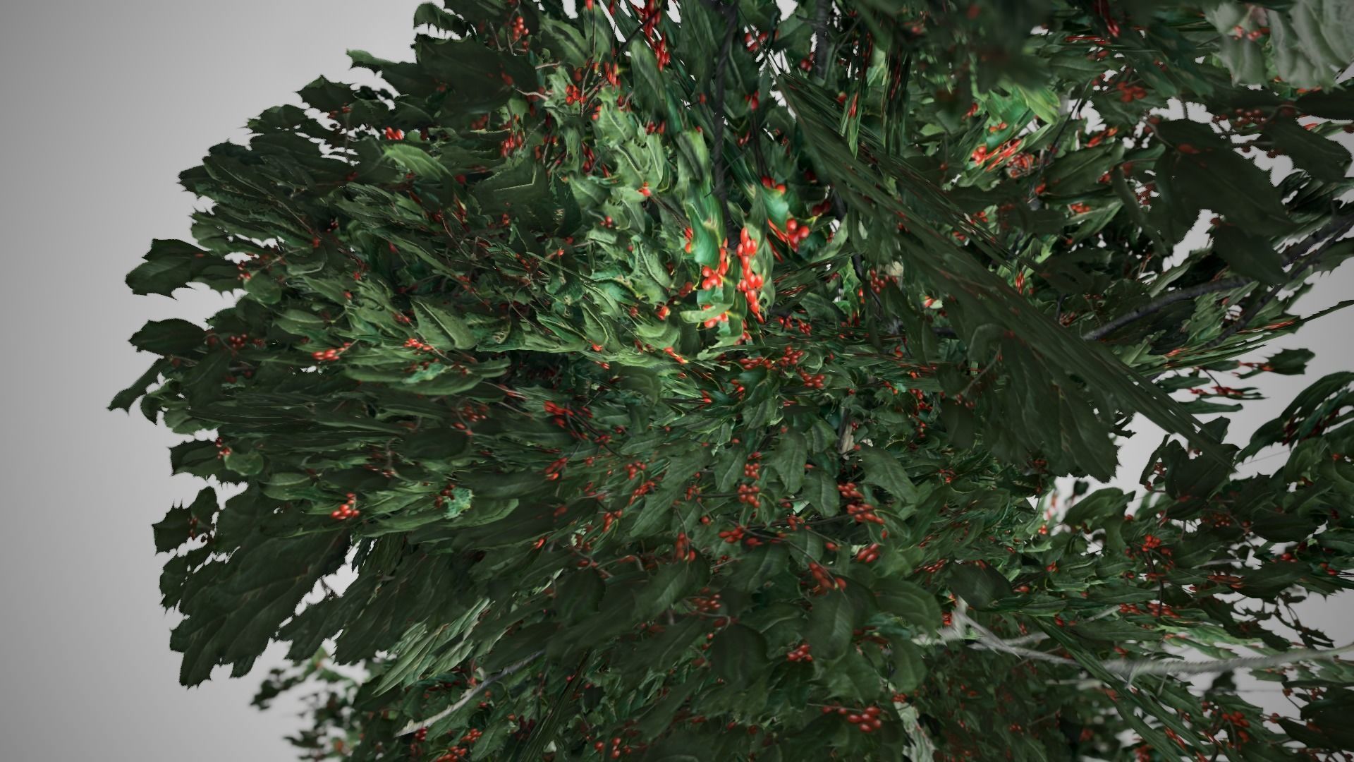 3D model American Holly Tree VR / AR / low-poly | CGTrader