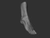 Female Foot Sculpt 3D model | CGTrader