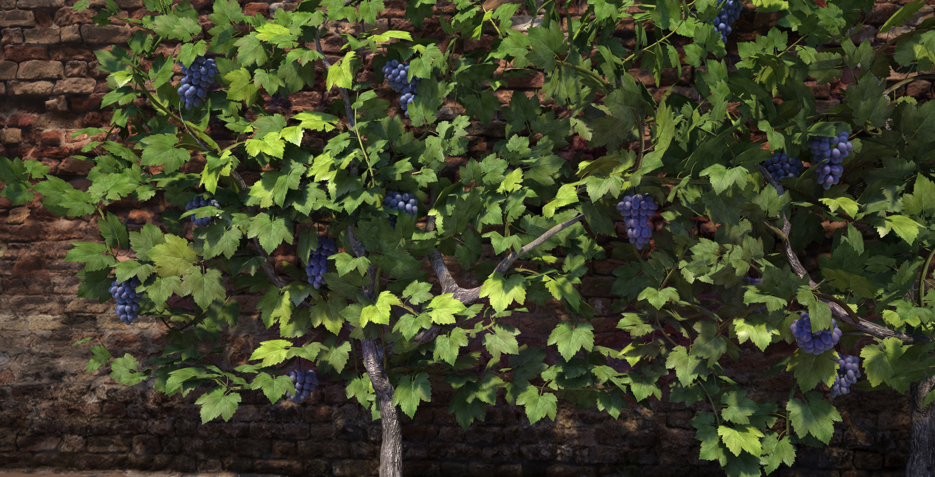 Wine Plant Vineyard Grapes fruits v2 3d model 3D model | CGTrader