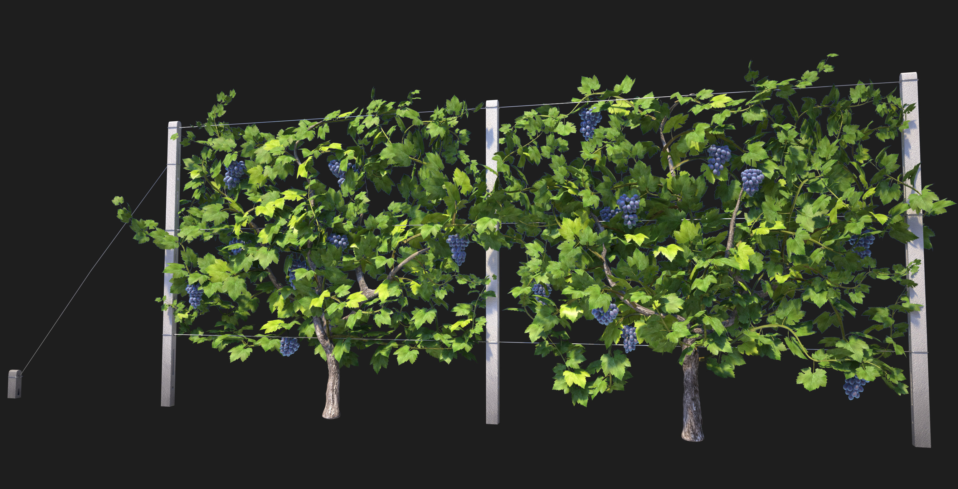 Wine Plant Vineyard Grapes fruits v2 3d model 3D model | CGTrader