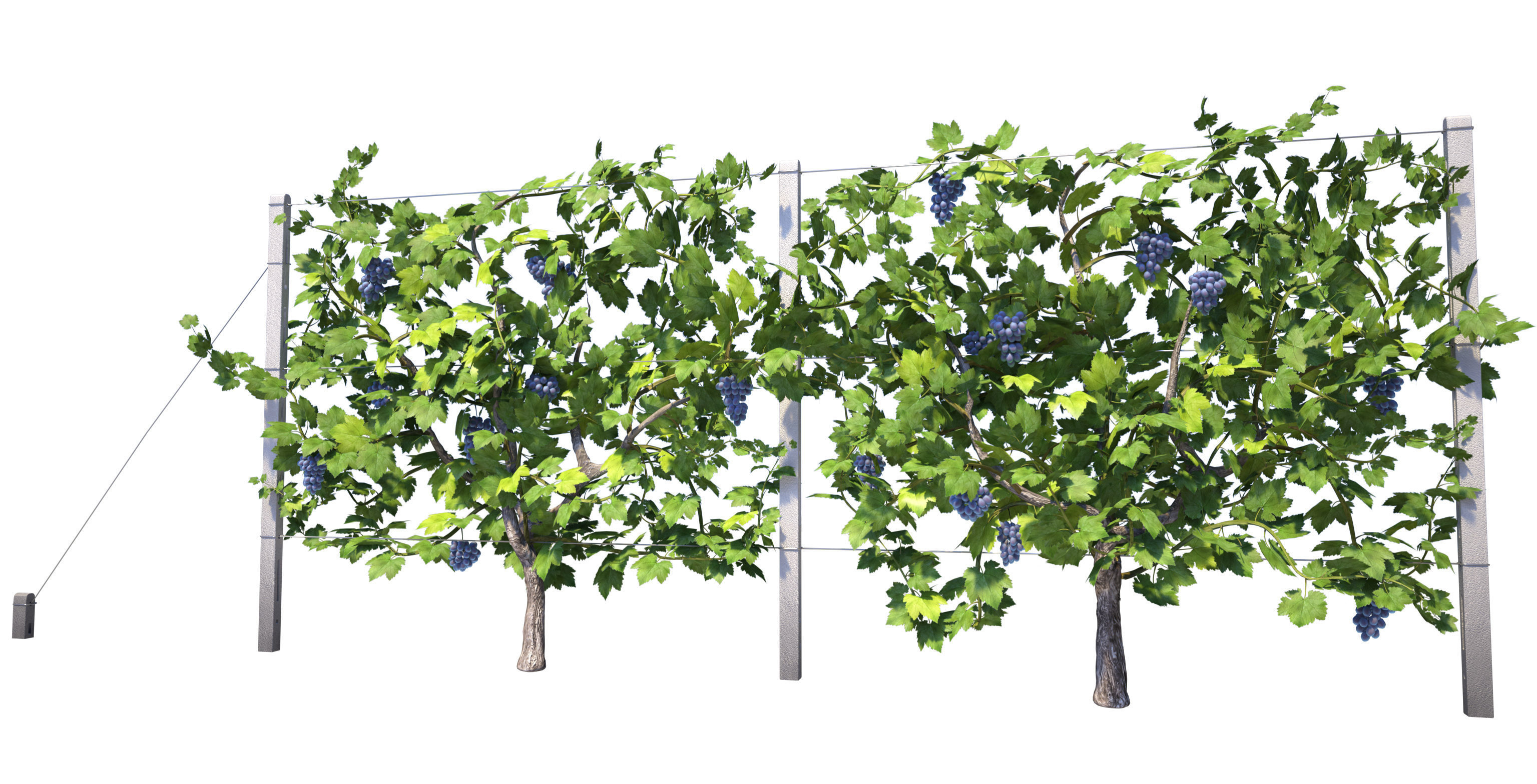 Wine Plant Vineyard Grapes fruits v2 3d model 3D model | CGTrader