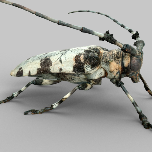 3D model Insect Collection Vol 1 VR / AR / low-poly OBJ | CGTrader.com