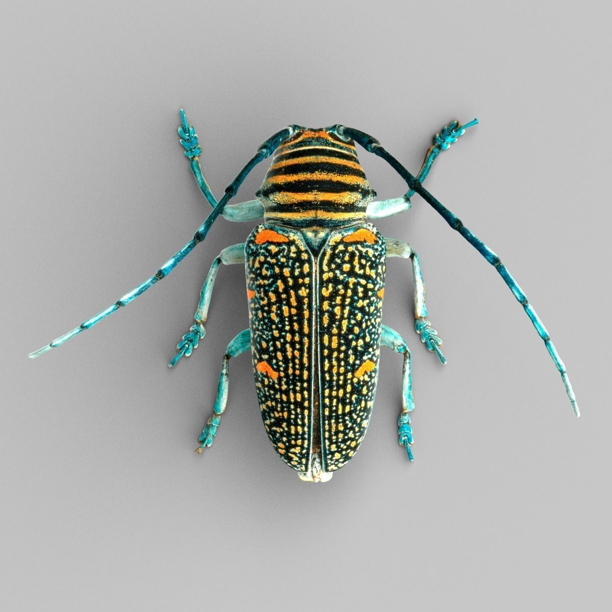 3D model Insect Collection Vol 2 VR / AR / low-poly | CGTrader