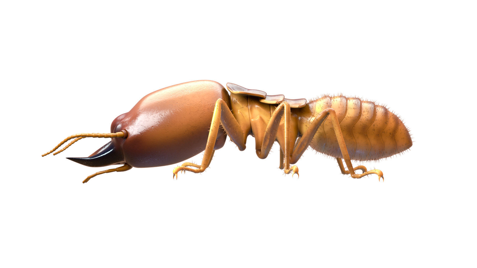 3D model Termite - Soldier VR / AR / low-poly | CGTrader