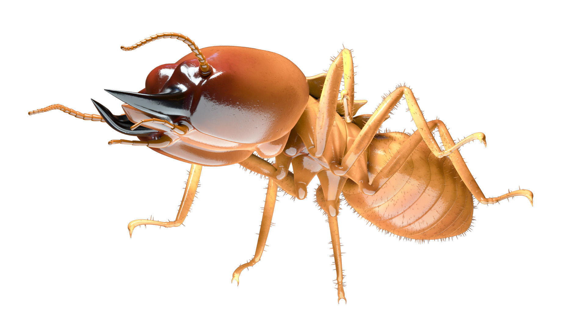 3D model Termite - Soldier VR / AR / low-poly | CGTrader