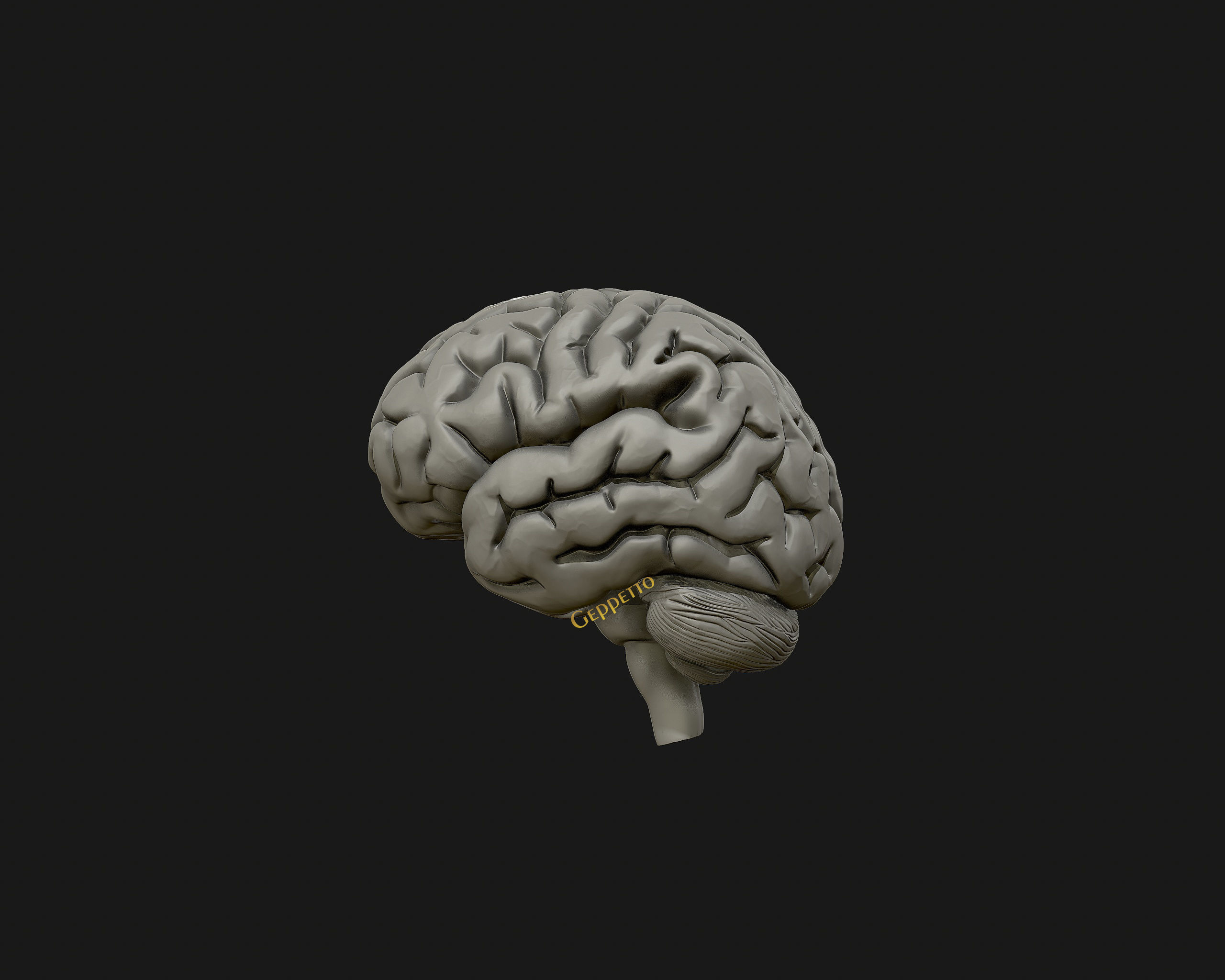 human Brain 3D model Ready to 3D print 3D model 3D printable | CGTrader
