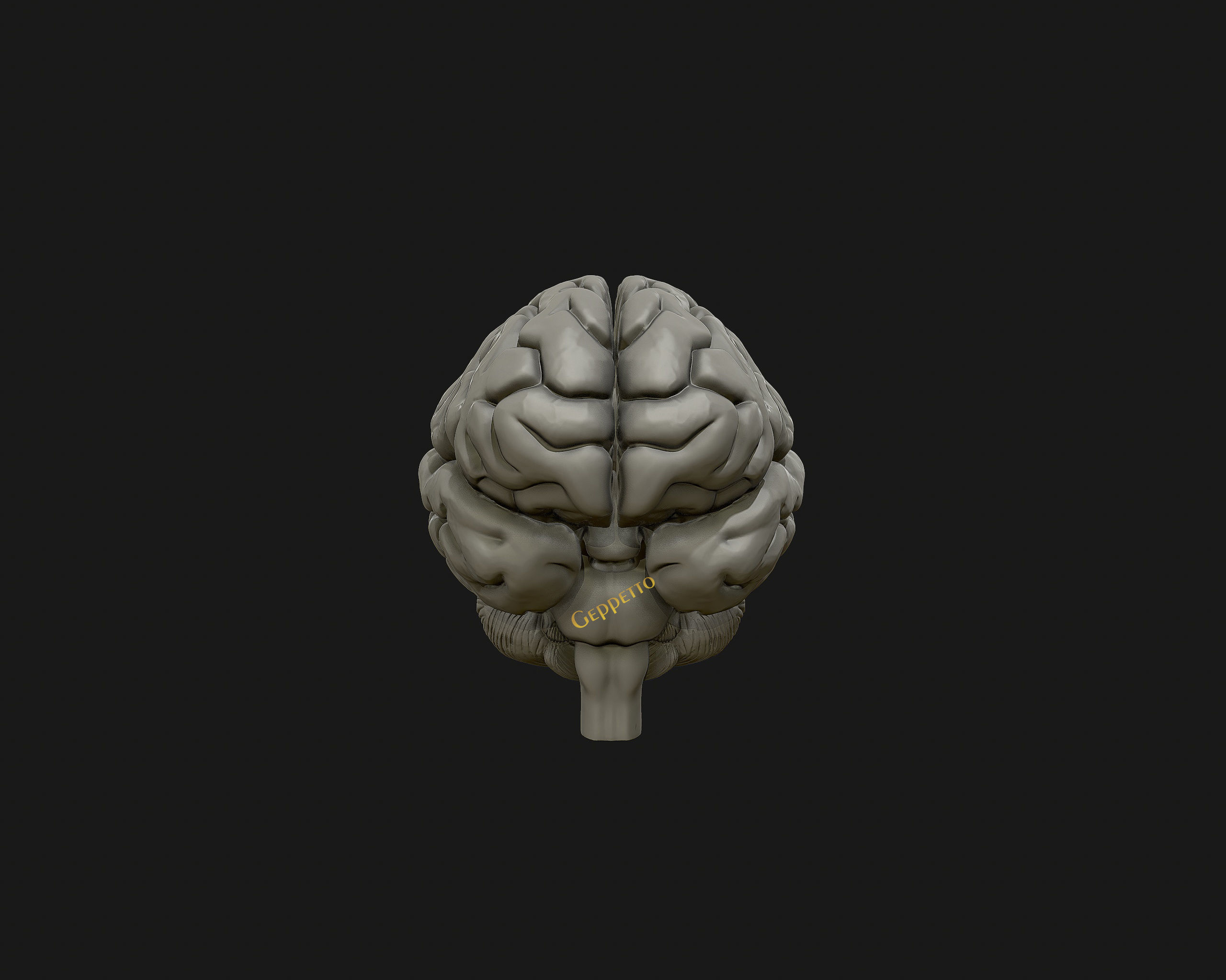 human Brain 3D model Ready to 3D print 3D model 3D printable | CGTrader