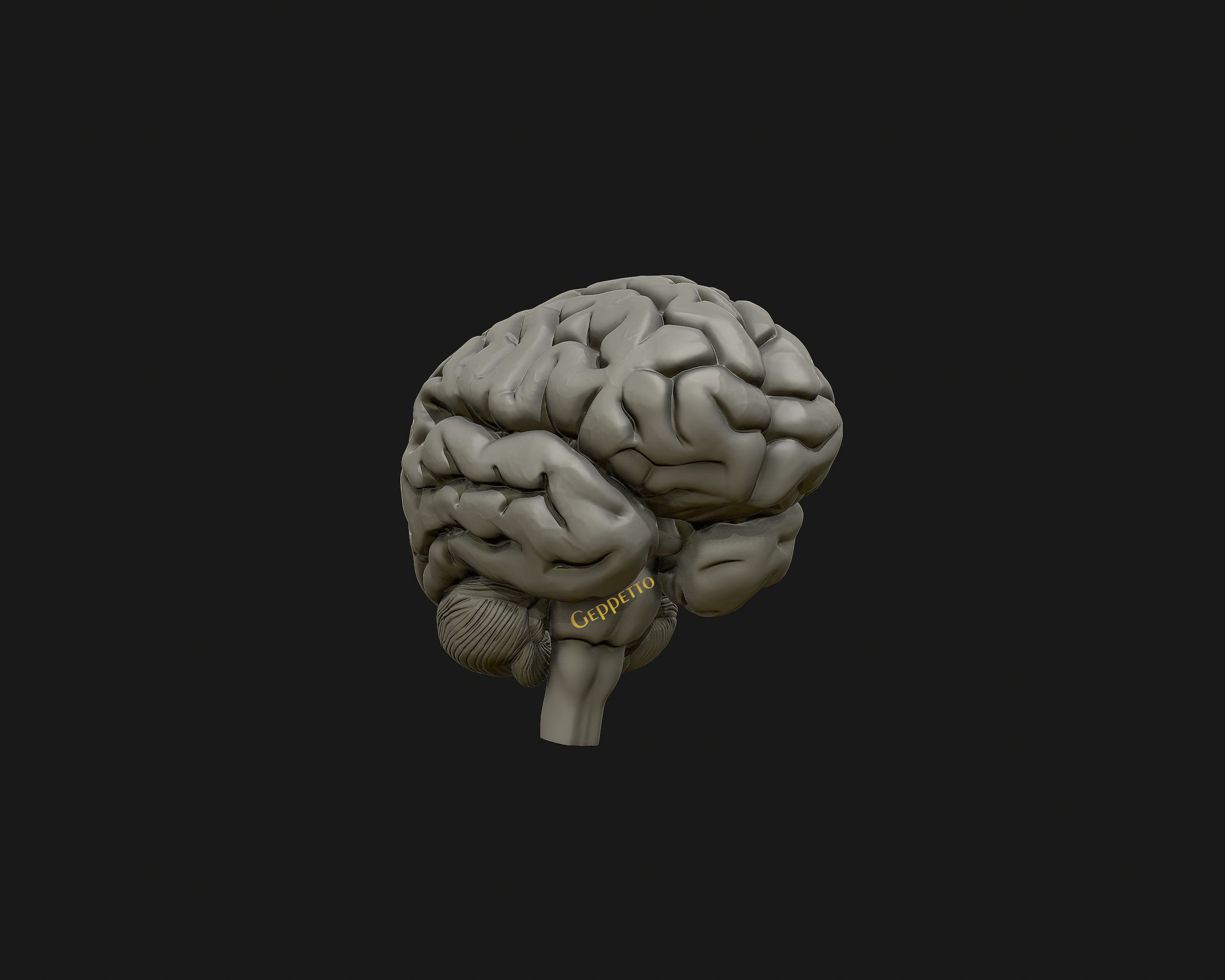 human Brain 3D model Ready to 3D print 3D model 3D printable | CGTrader