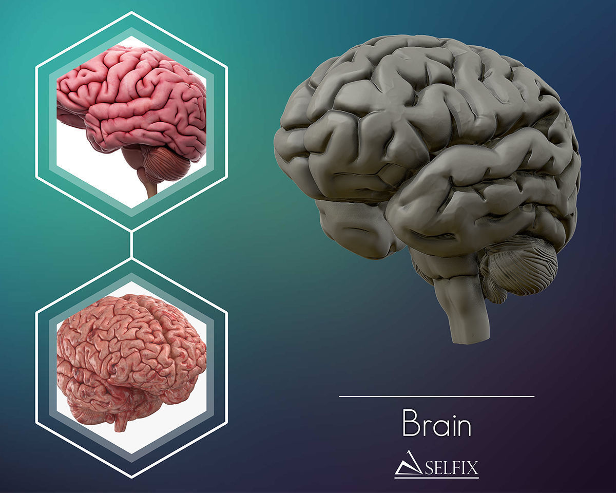 human Brain 3D model Ready to 3D print 3D model 3D printable | CGTrader