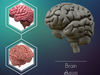 human Brain 3D model Ready to 3D print 3D model 3D printable | CGTrader
