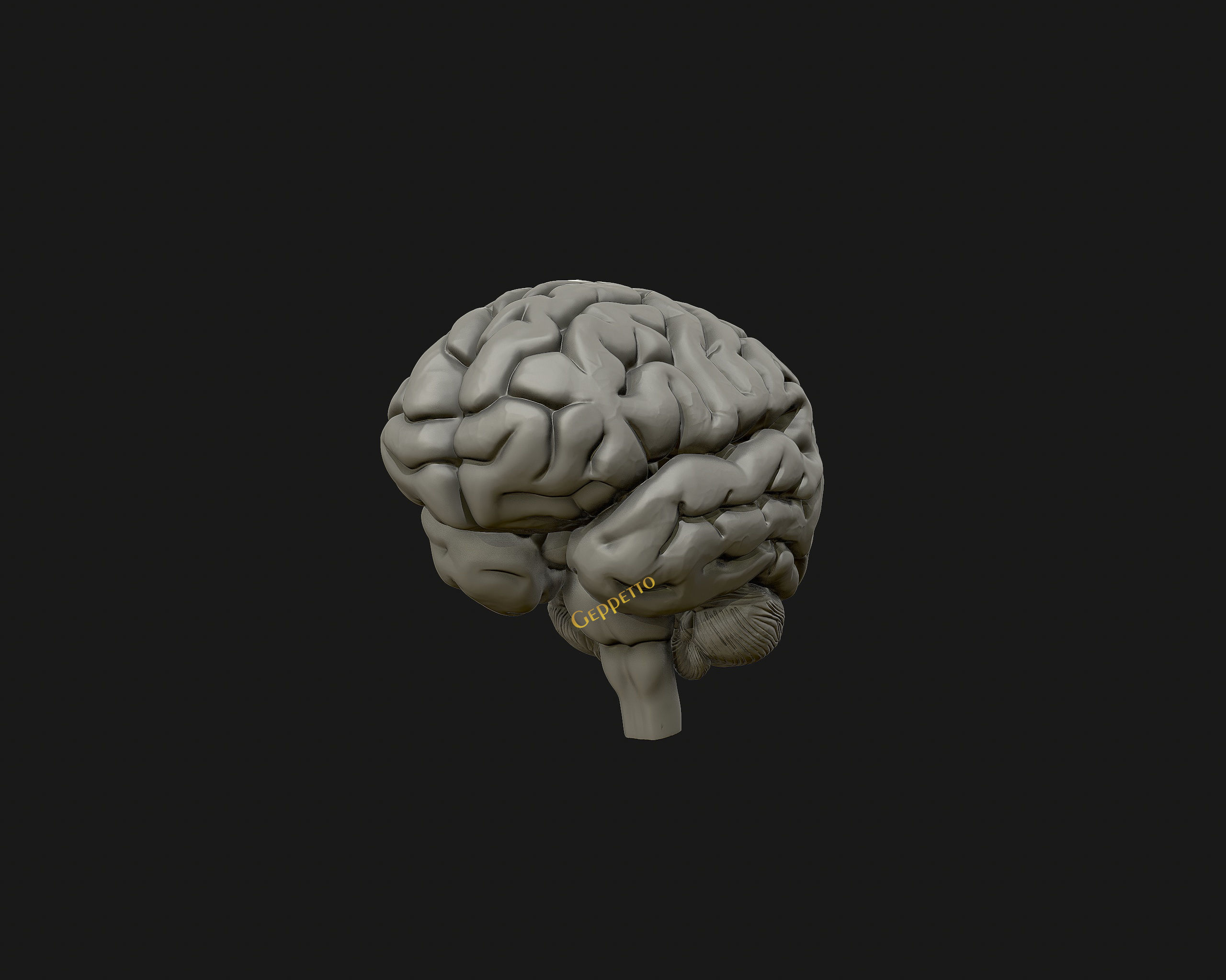 human Brain 3D model Ready to 3D print 3D model 3D printable | CGTrader