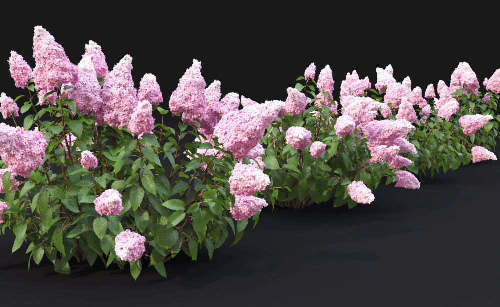 Hydrangea Paniculata Bush 01 3D model | CGTrader