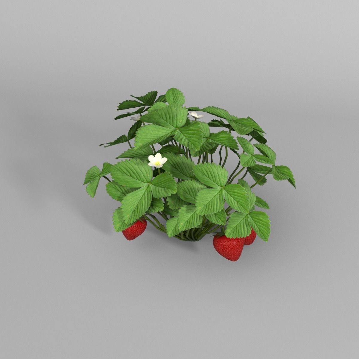 Strawberry plants 3D model | CGTrader