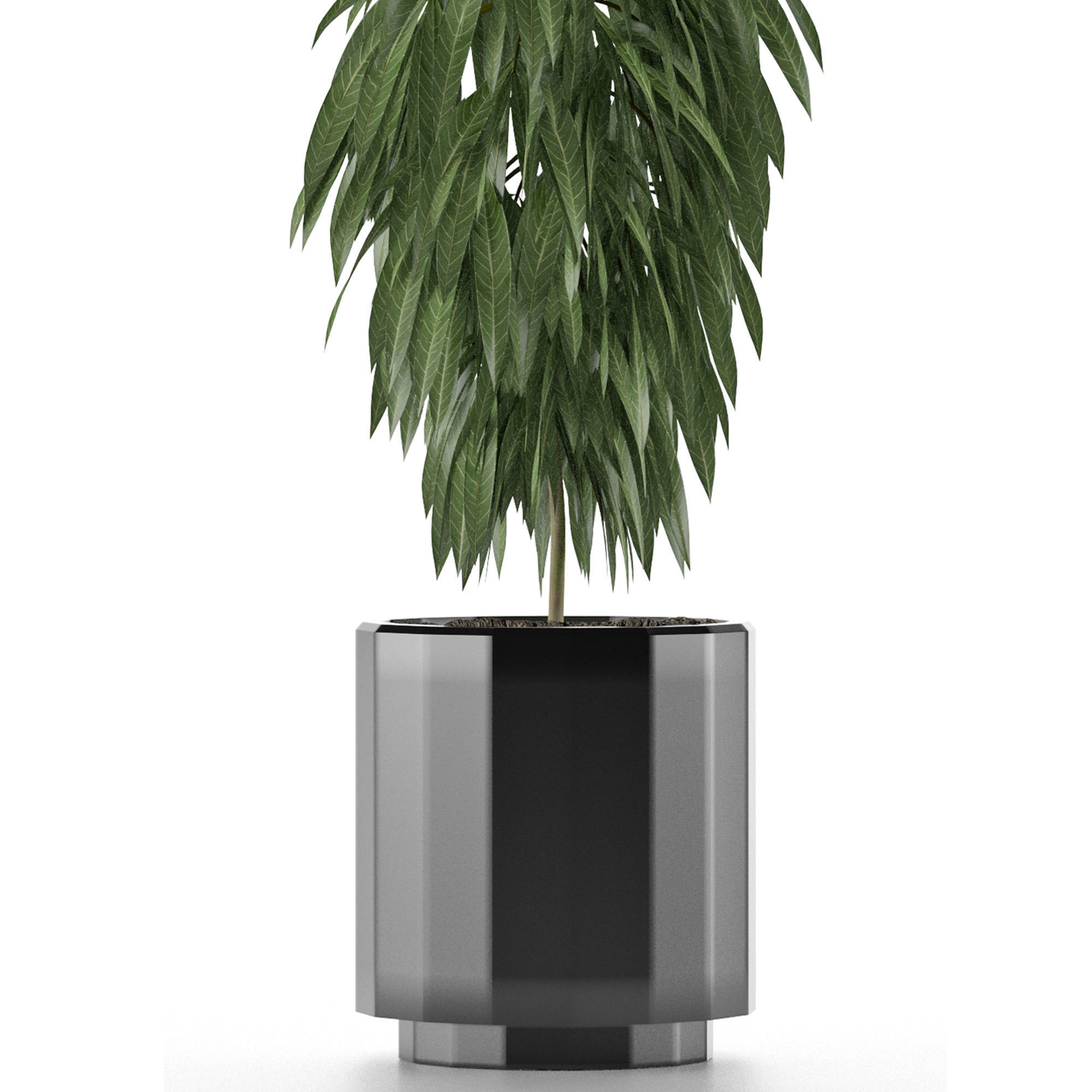 Single Plant 02 3D model | CGTrader
