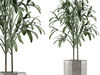 Single Plant 06 3D model | CGTrader