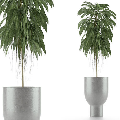 Single Plant 11 3D model | CGTrader
