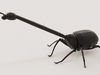 Giraffe weevil 3D model 3D printable | CGTrader