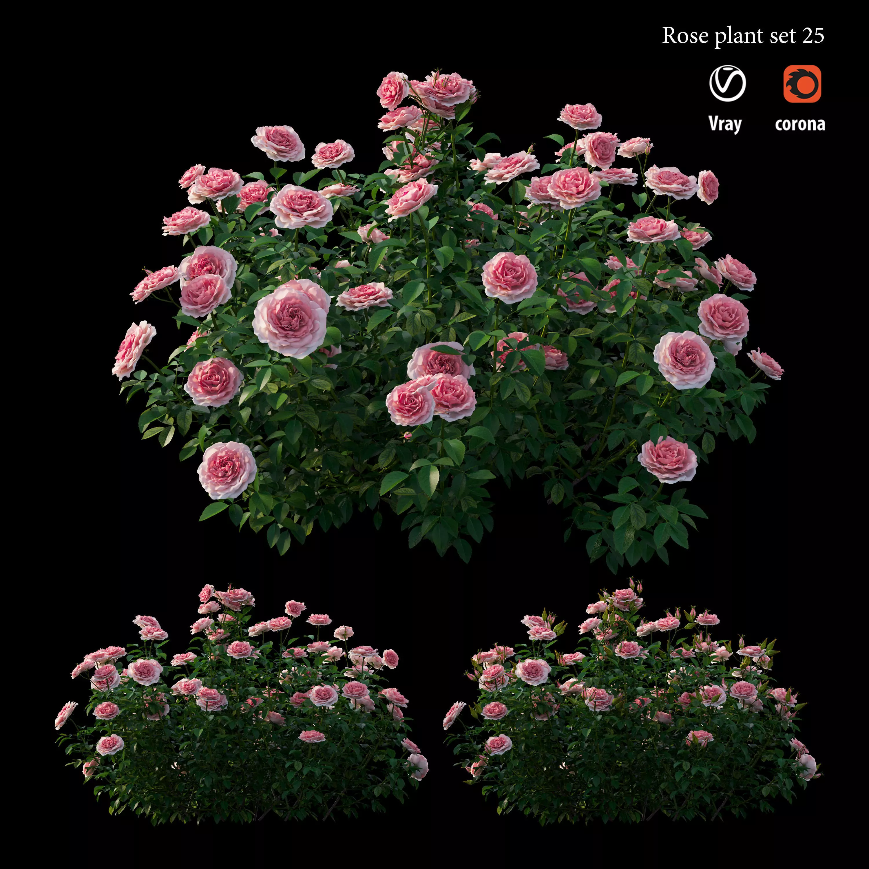 Rose plant set 25 3D model | CGTrader