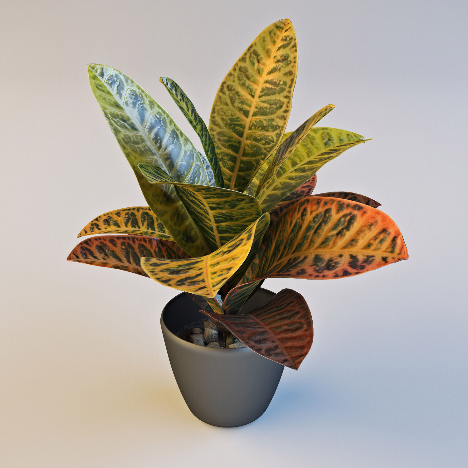 Croton in pot 3D model | CGTrader