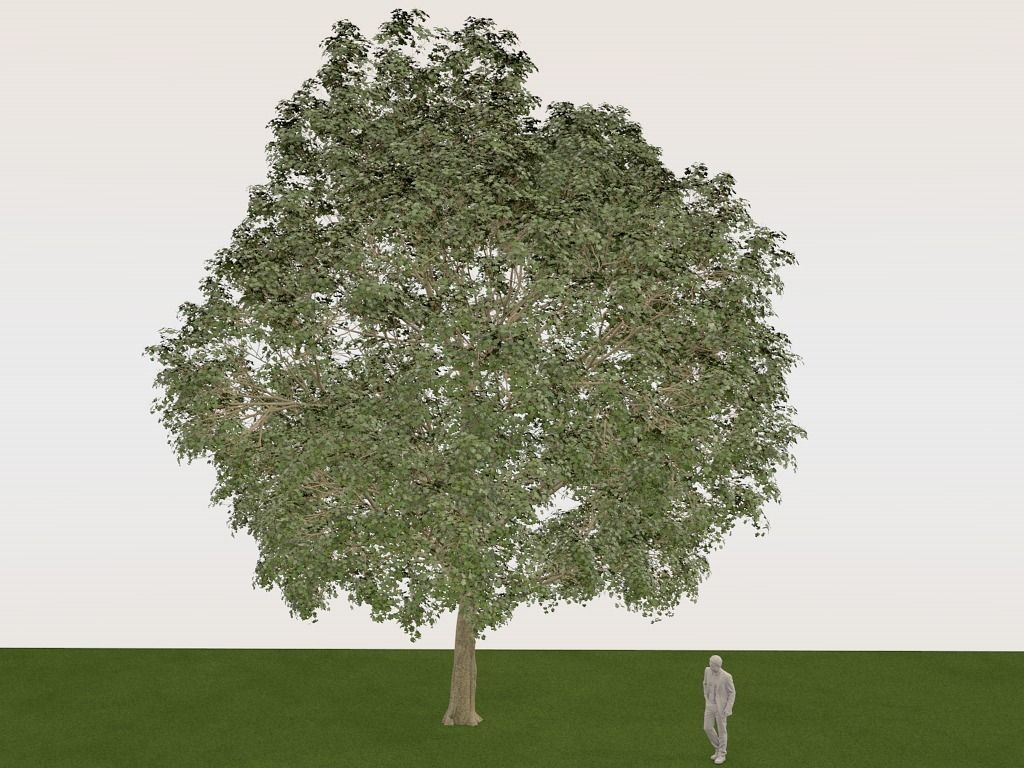Maple tree 3D model | CGTrader