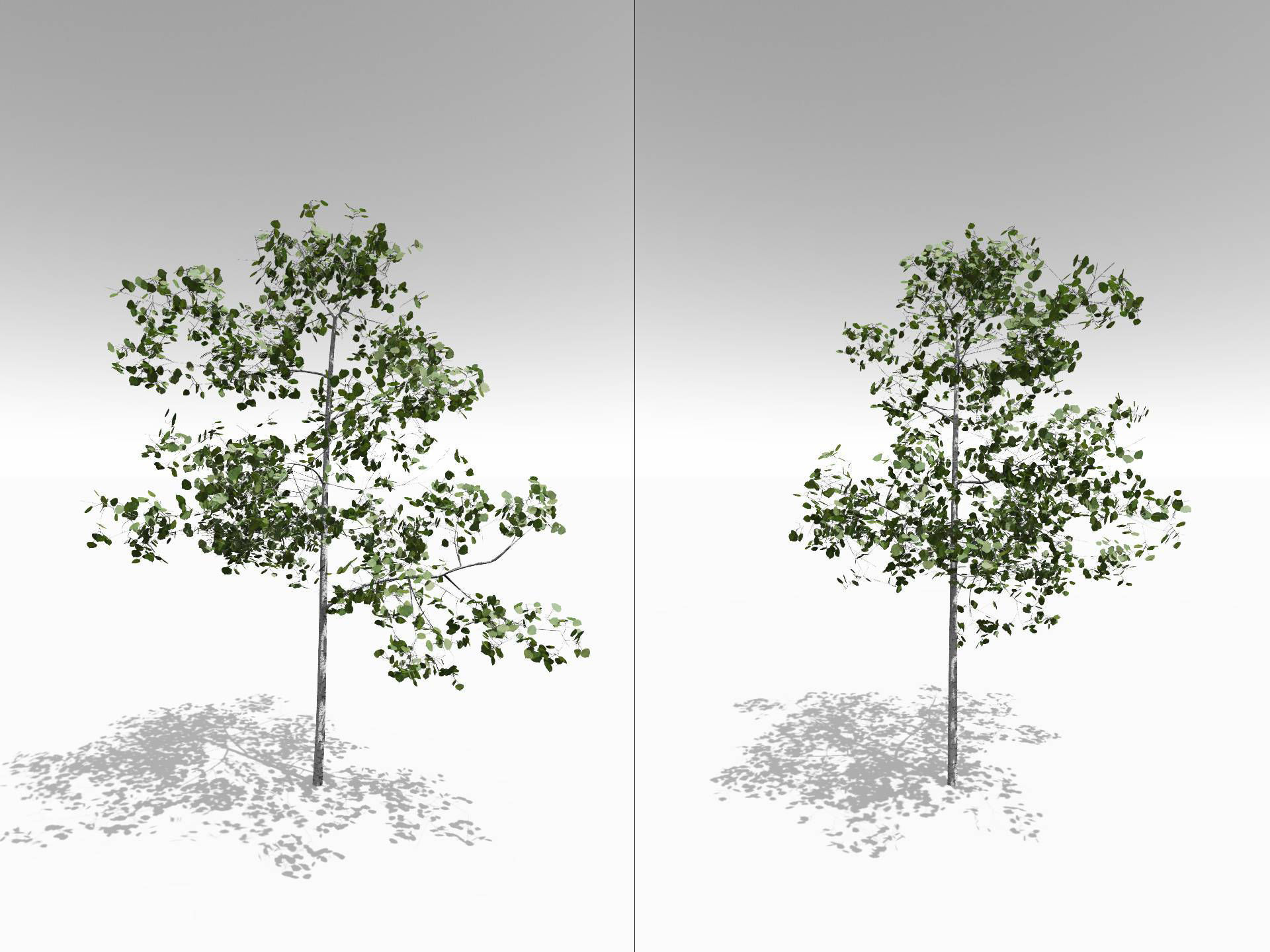 Quaking Aspen Model in Multiple Growth Stages 3D model | CGTrader