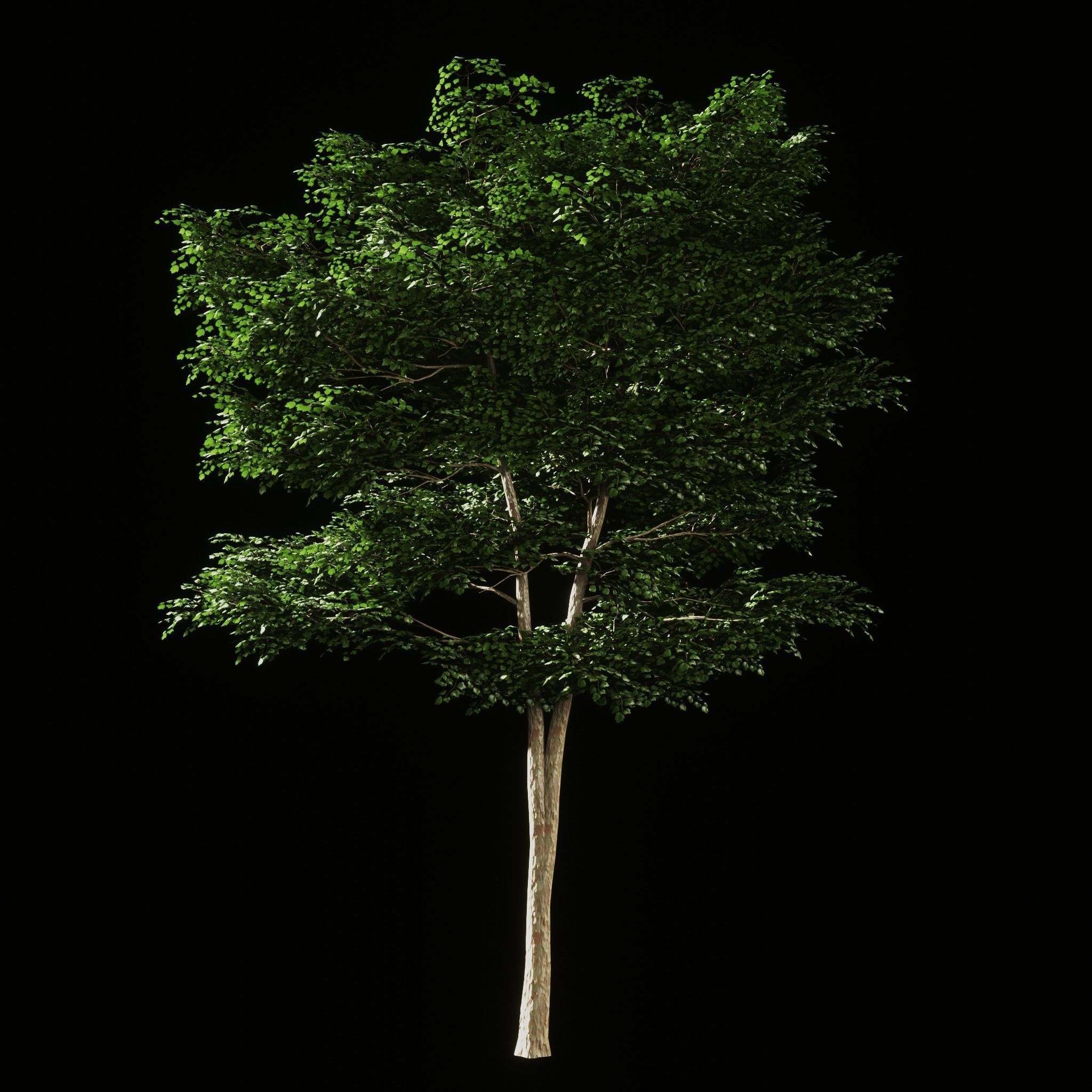 London Plane Trees 3D model | CGTrader