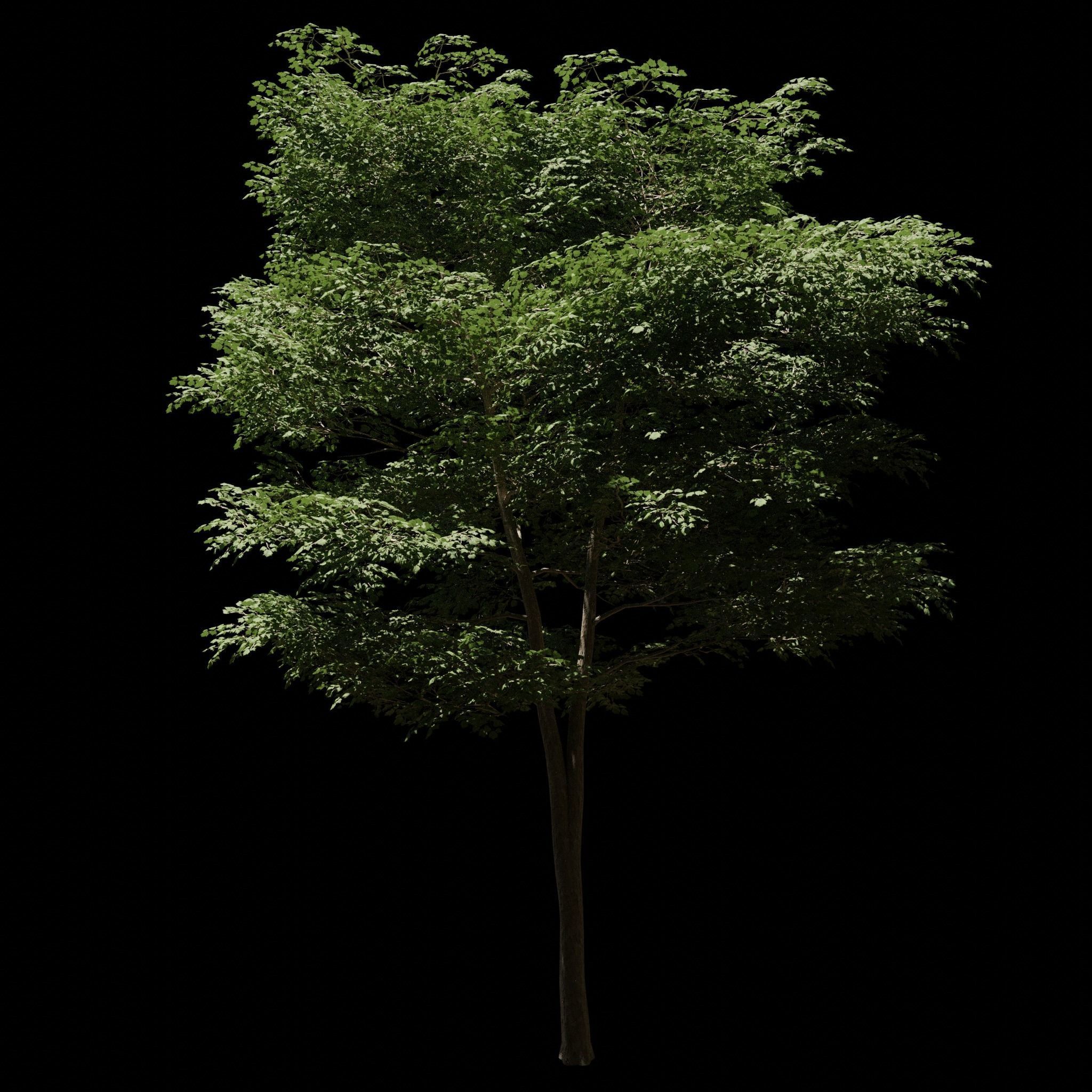 London Plane Trees 3D model | CGTrader