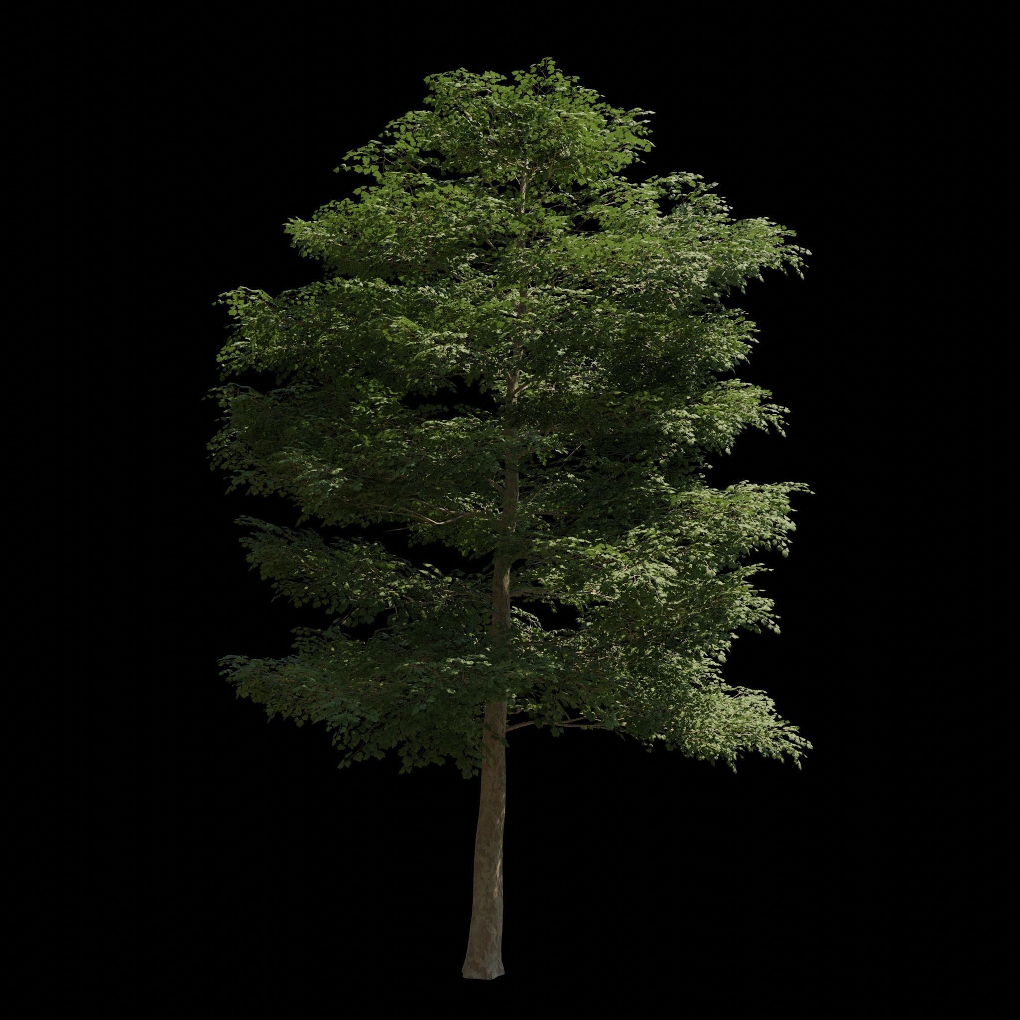 London Plane Trees 3D model | CGTrader