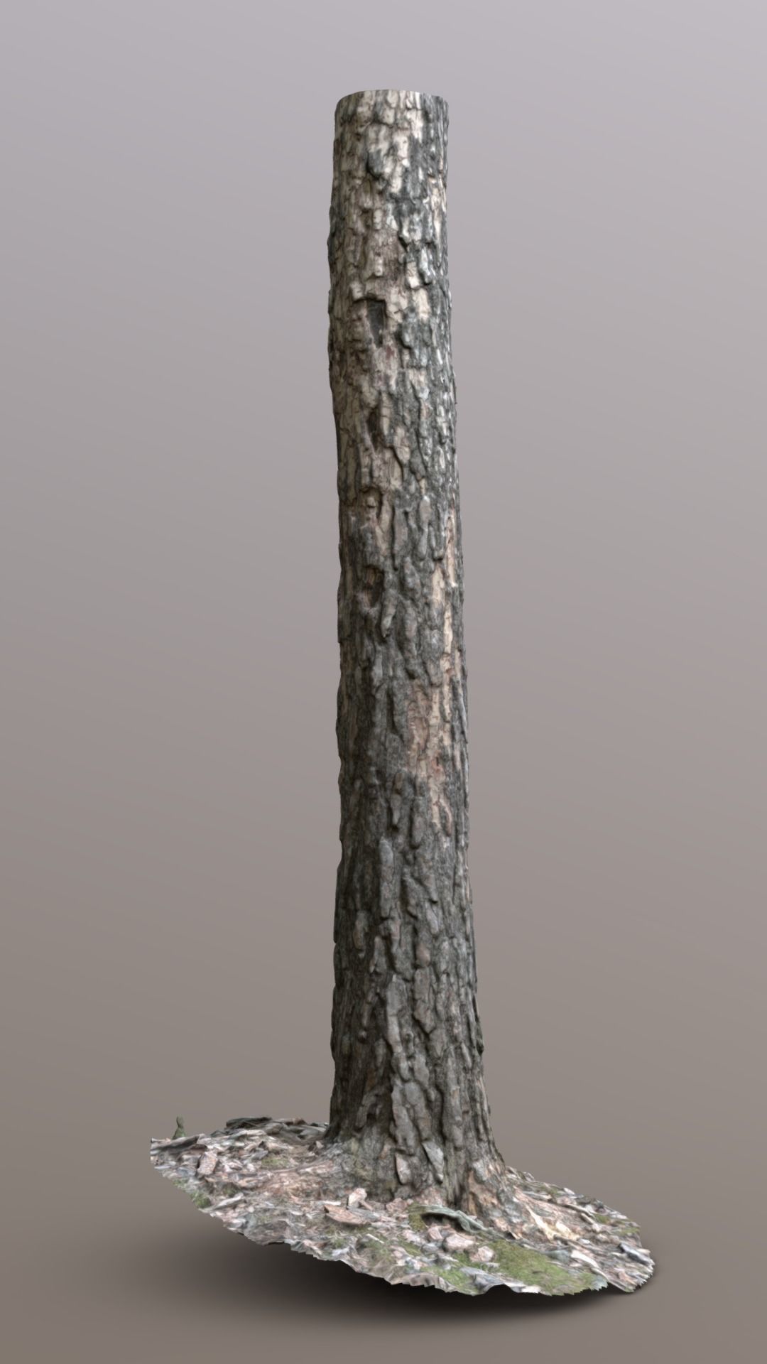 Old pine trunk free 3D model | CGTrader