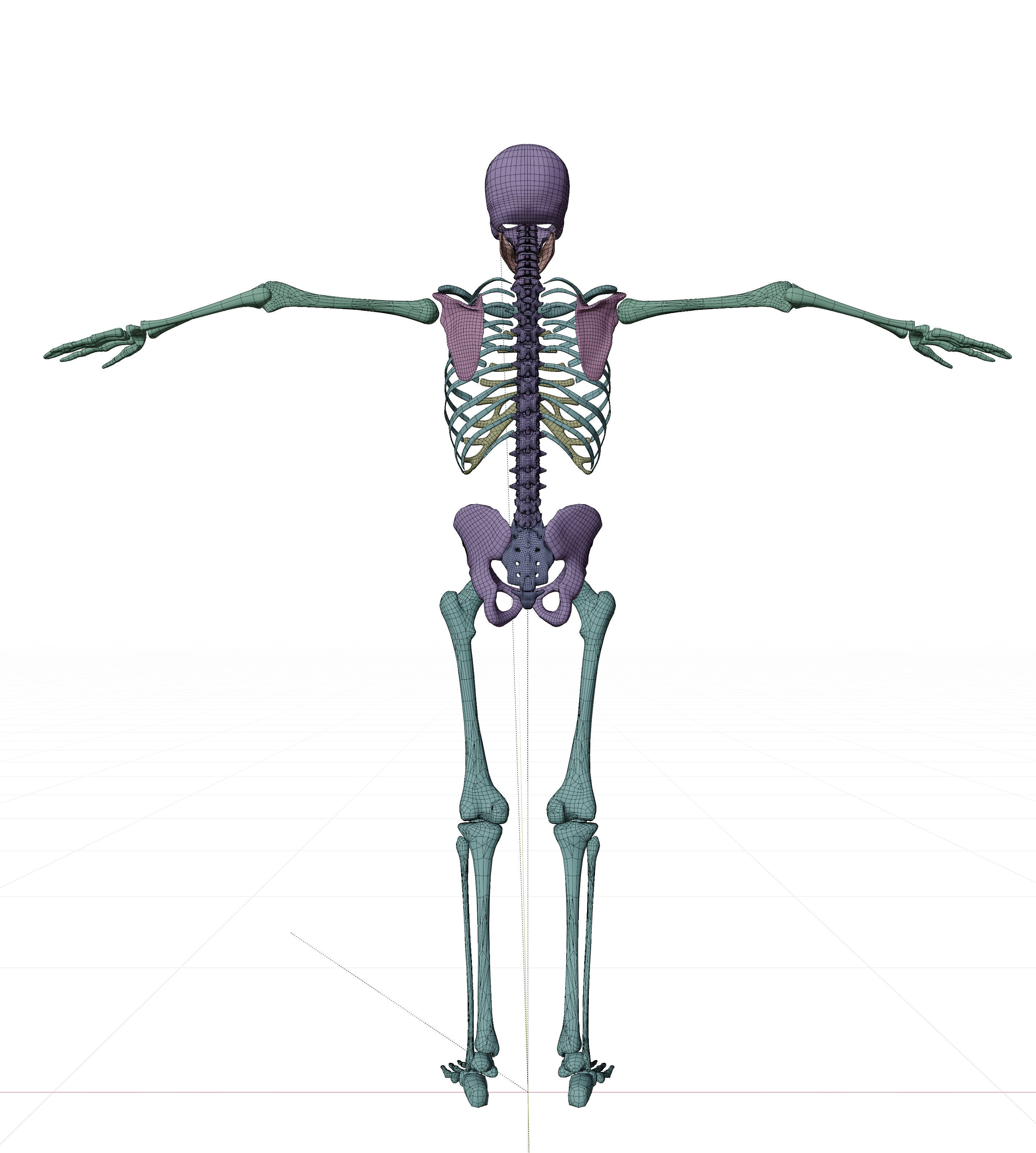 3D model Human Skeleton VR / AR / low-poly rigged | CGTrader