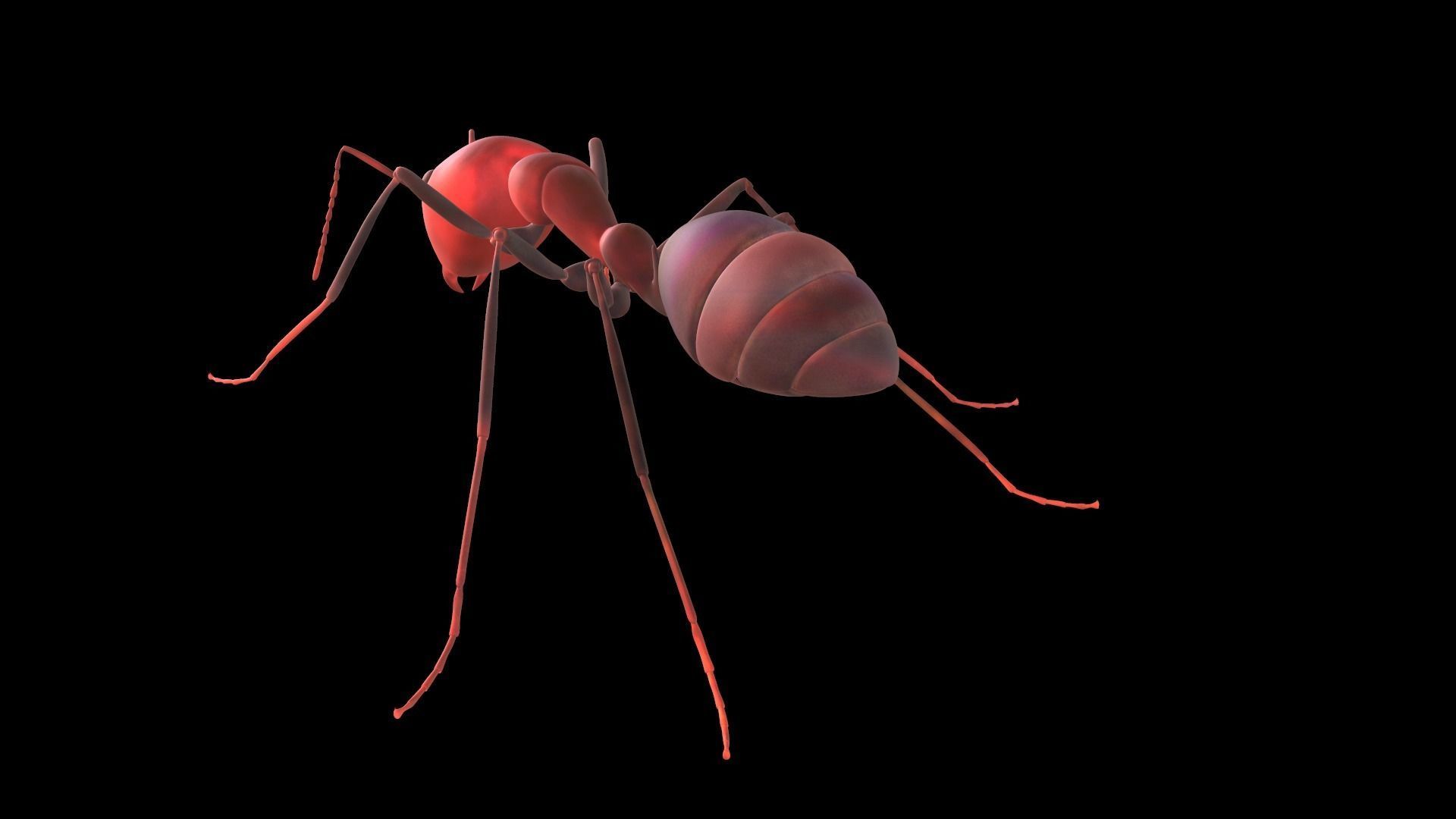3D model 3D lowpoly Model of an Ant Ready to use VR / AR / low-poly ...