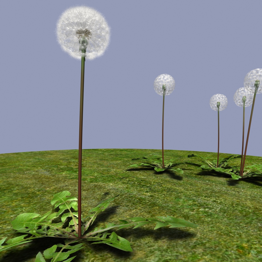 Dandelion animated 3D model animated rigged | CGTrader