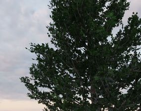 Animated Maple tree 3D Models | CGTrader