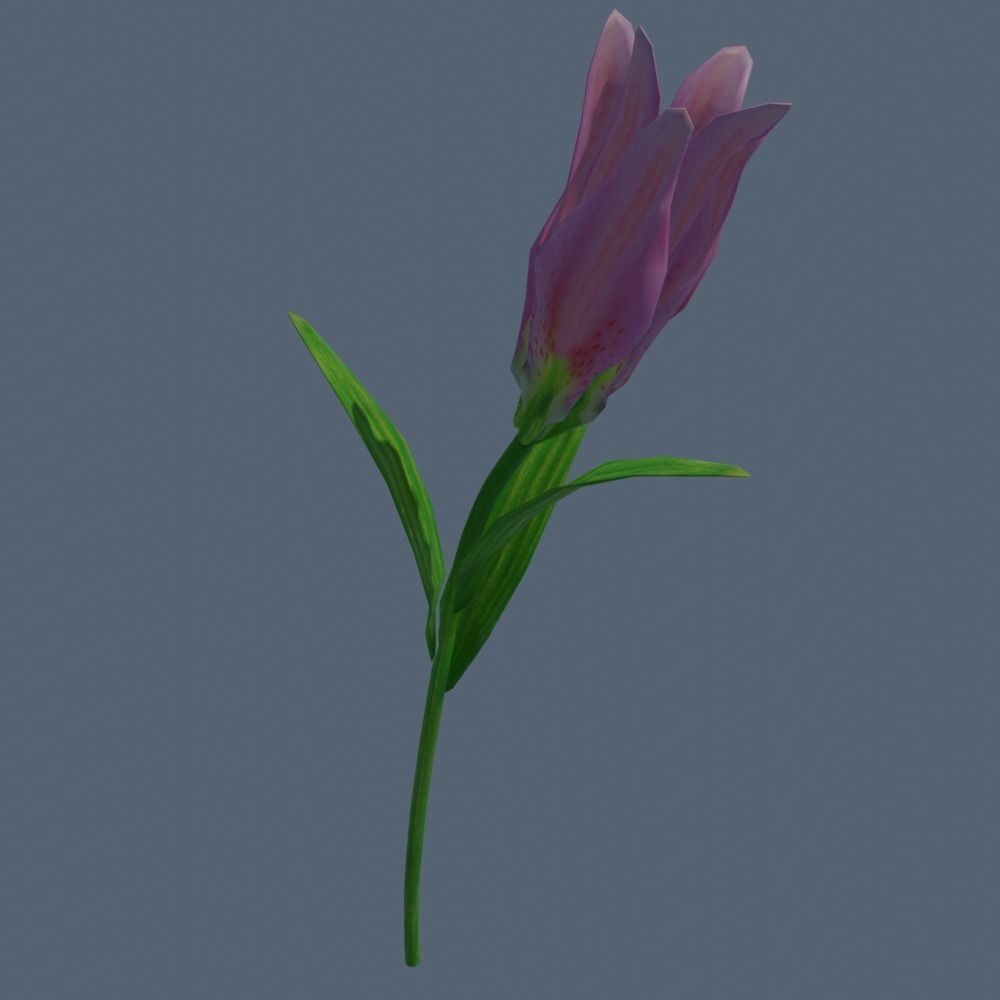 Lily flower rigged animated 3D model animated rigged | CGTrader