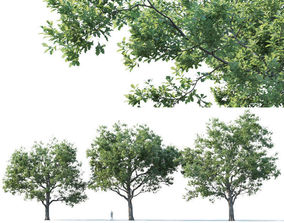 Oak tree 3D Models | CGTrader