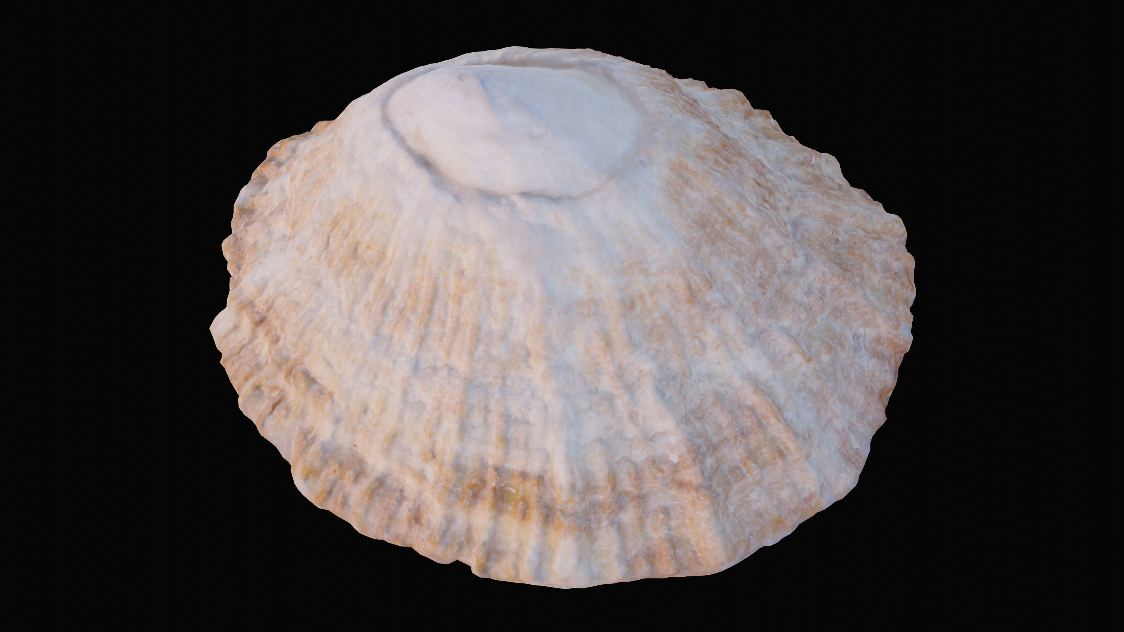 3D model Limpet sea shell VR / AR / low-poly | CGTrader