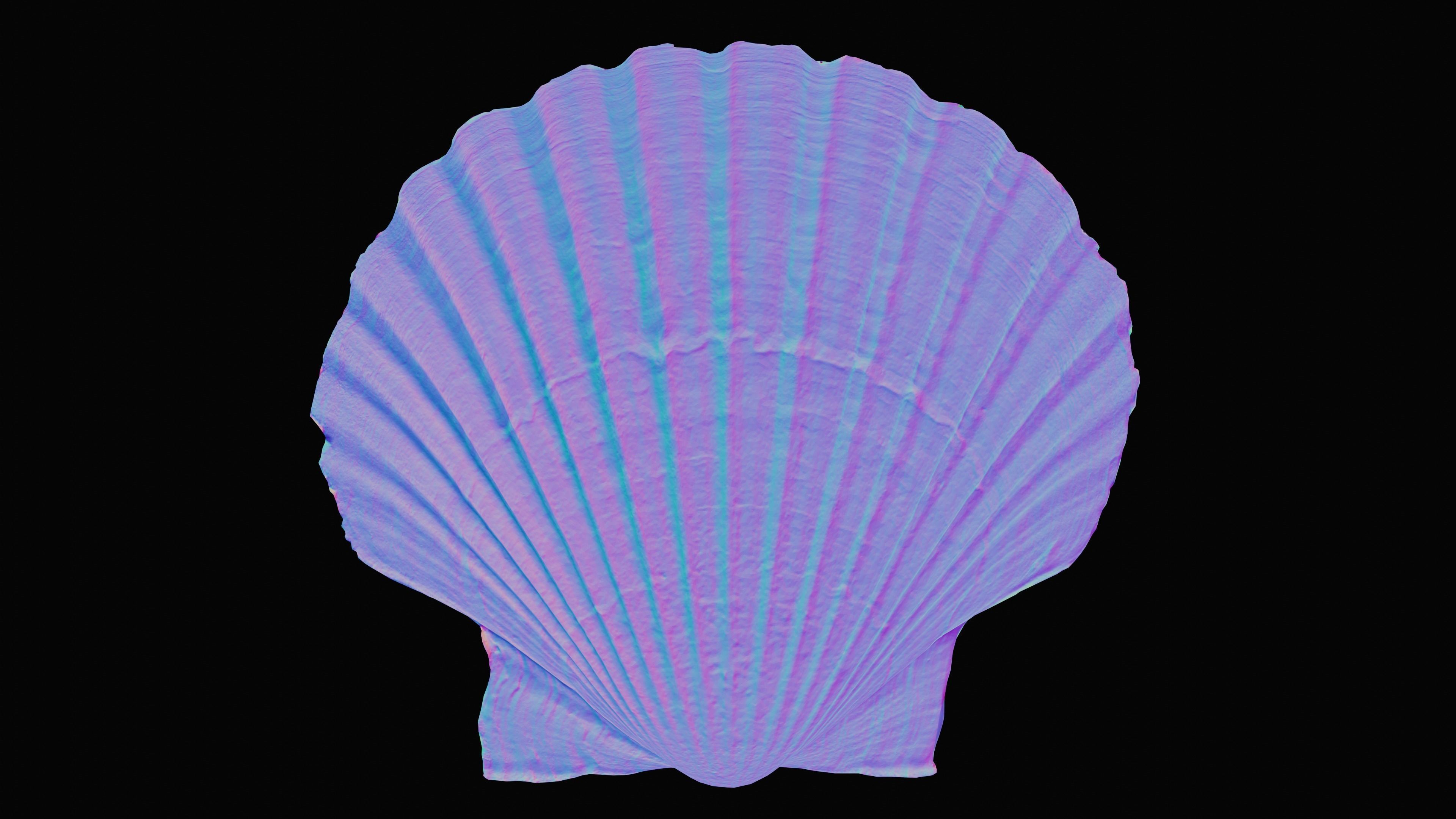 3D model Scallop sea shell VR / AR / low-poly | CGTrader