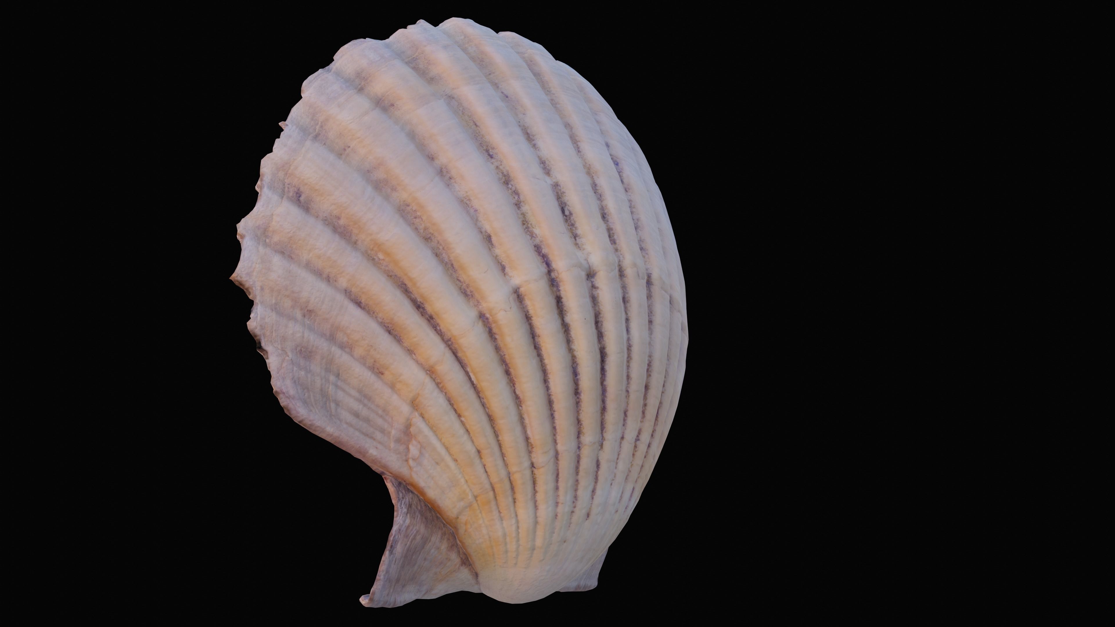 3D model Scallop sea shell VR / AR / low-poly | CGTrader