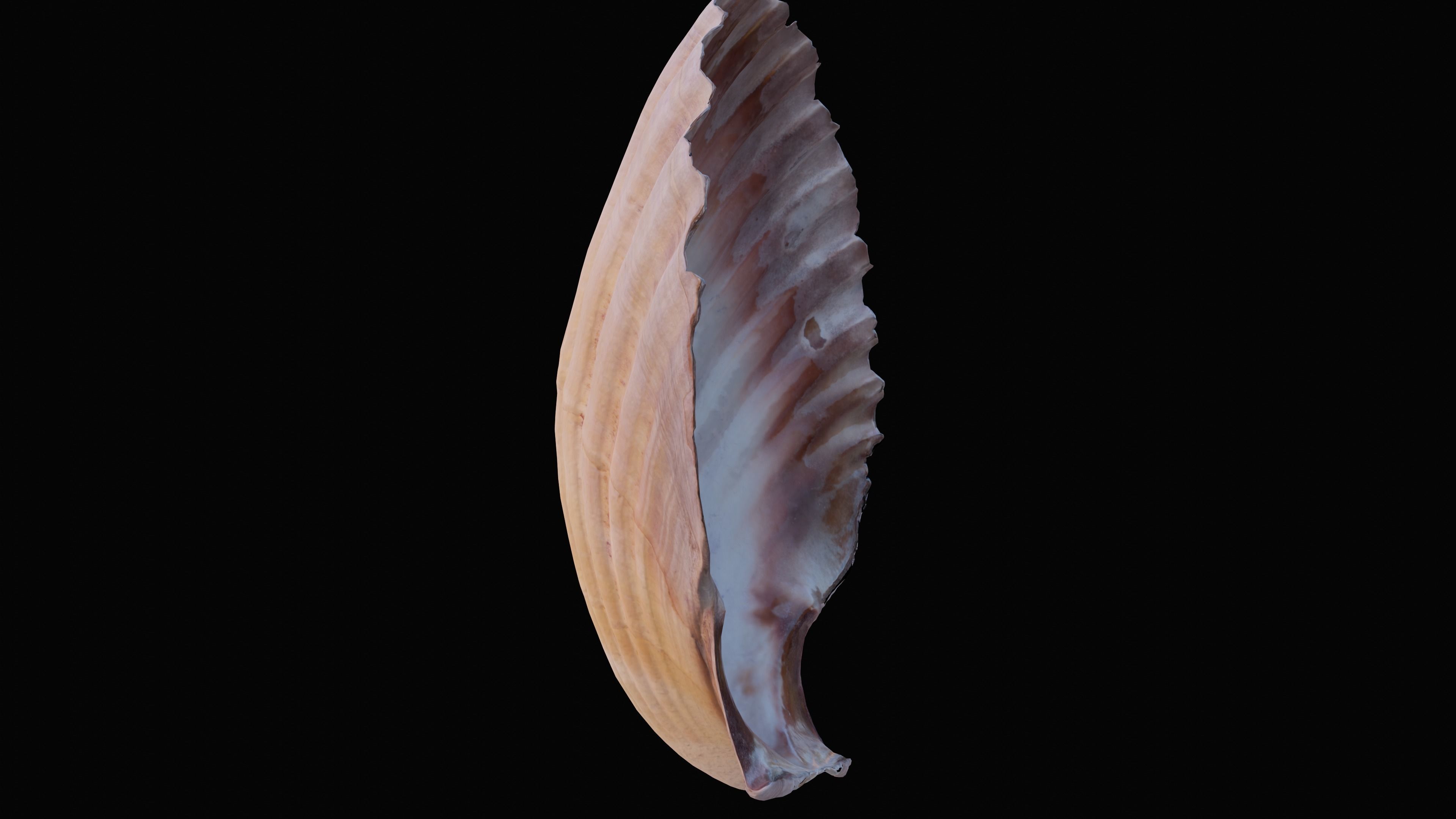 3D model Scallop sea shell VR / AR / low-poly | CGTrader